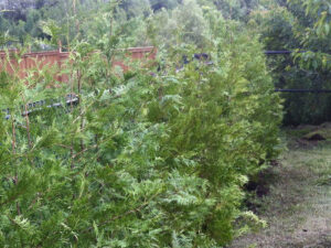 CEDAR ONTARIO : your source for Cedar Trees For Sale