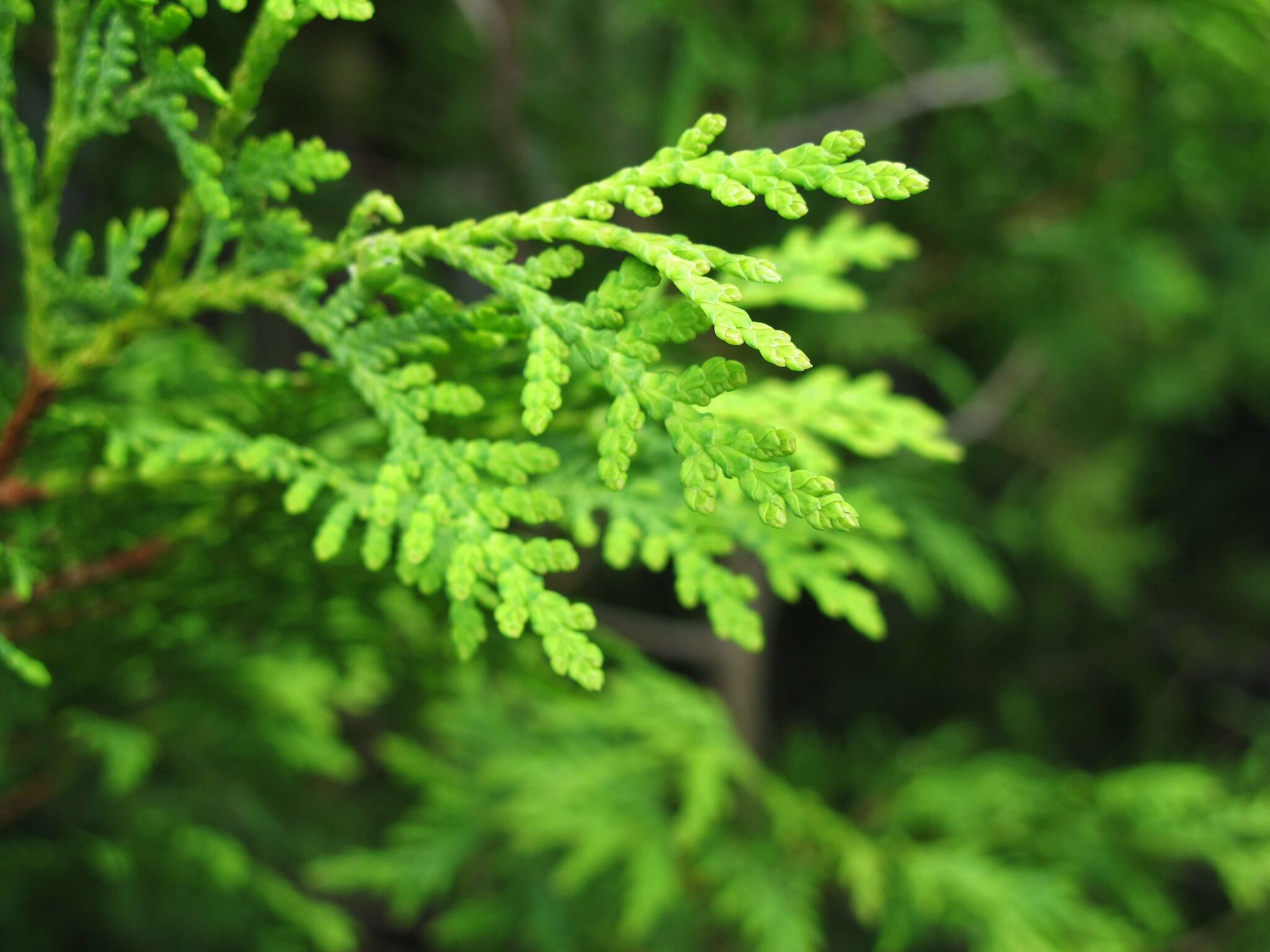 Eastern White Cedar: A Resilient Choice for Landscaping - CEDAR ONTARIO