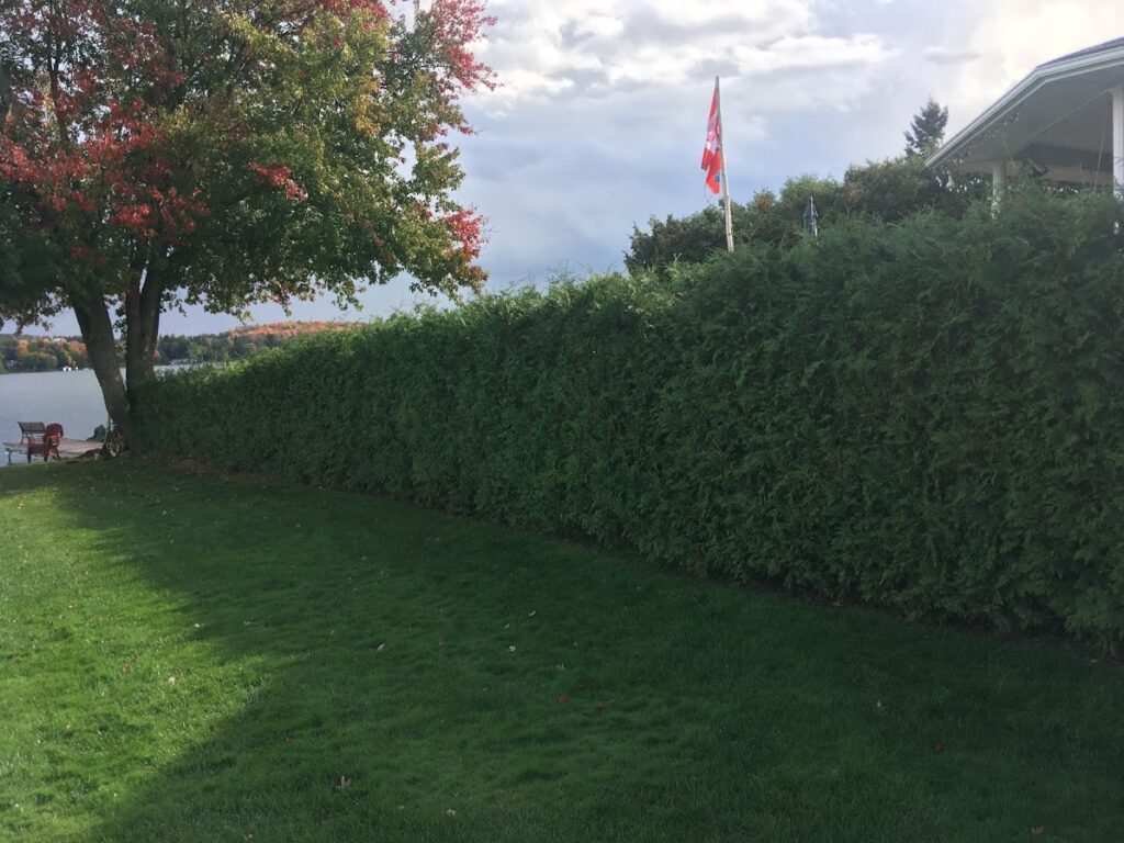 Cedar Hedge Installation - CEDAR ONTARIO