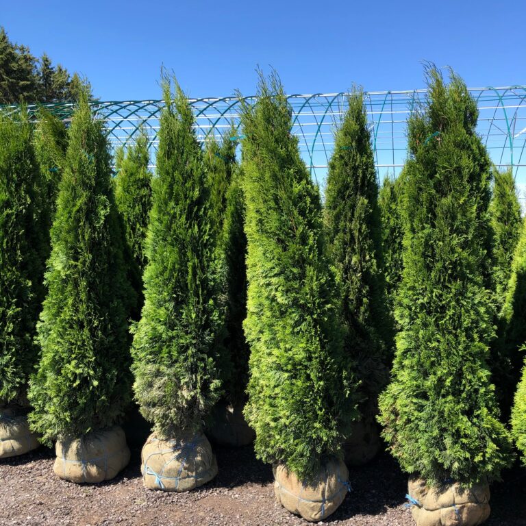 Hedging Cedars: Eastern White Cedar vs Emerald Cedar